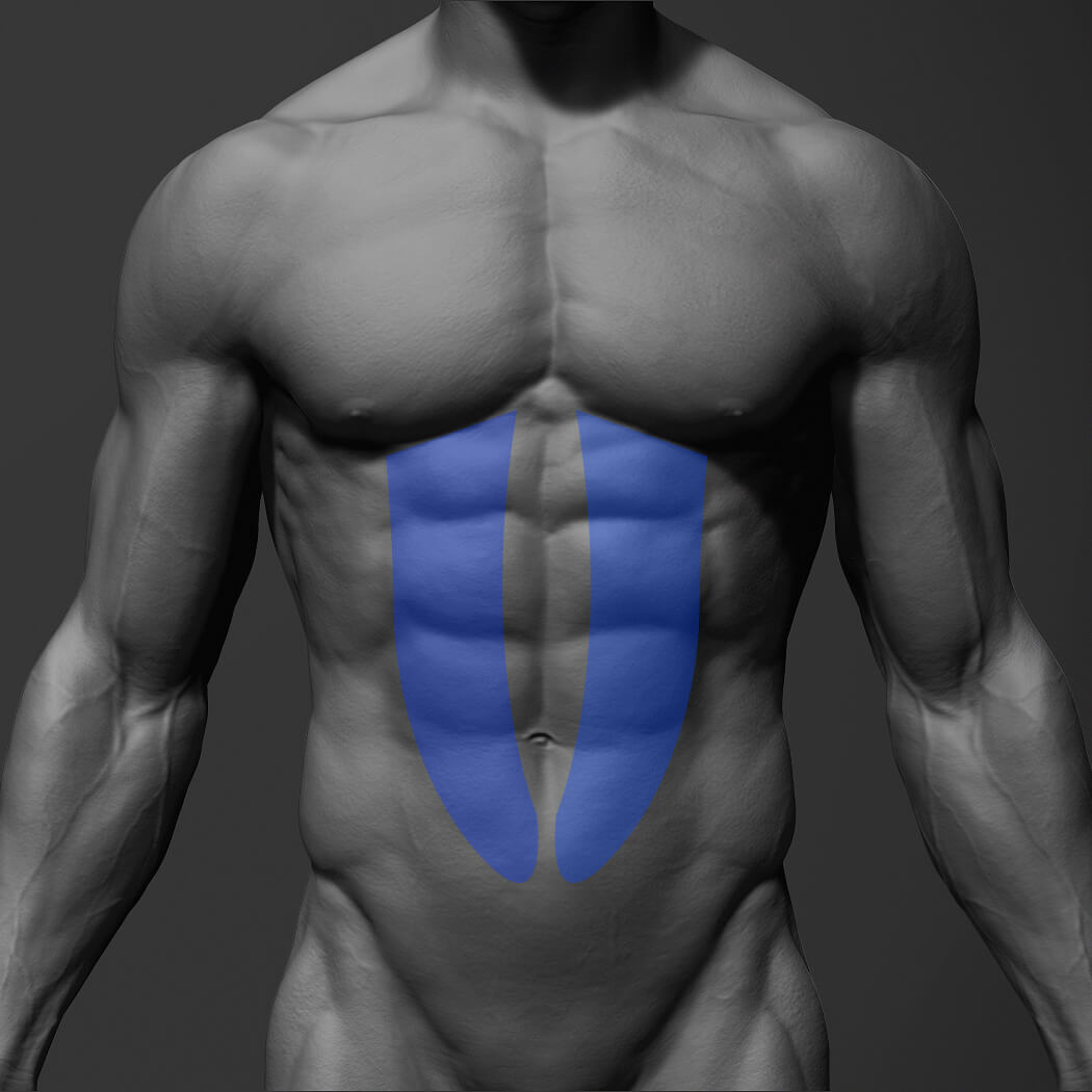 ¿Que músculos trabajan las flexiones de brazos (lagartijas)?