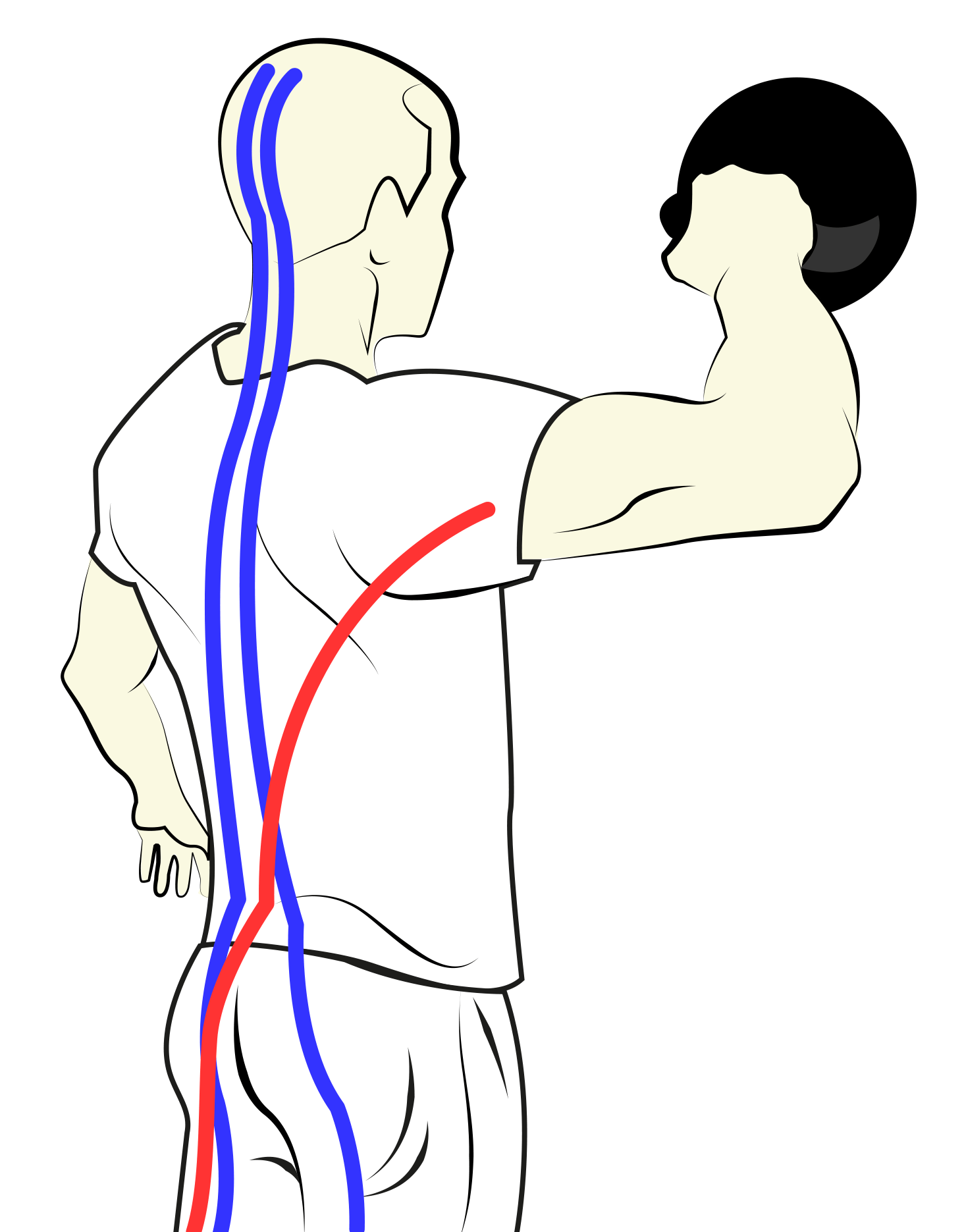 Las vías anatómicas (anatomy trains).: Línea posterior superficial 1.