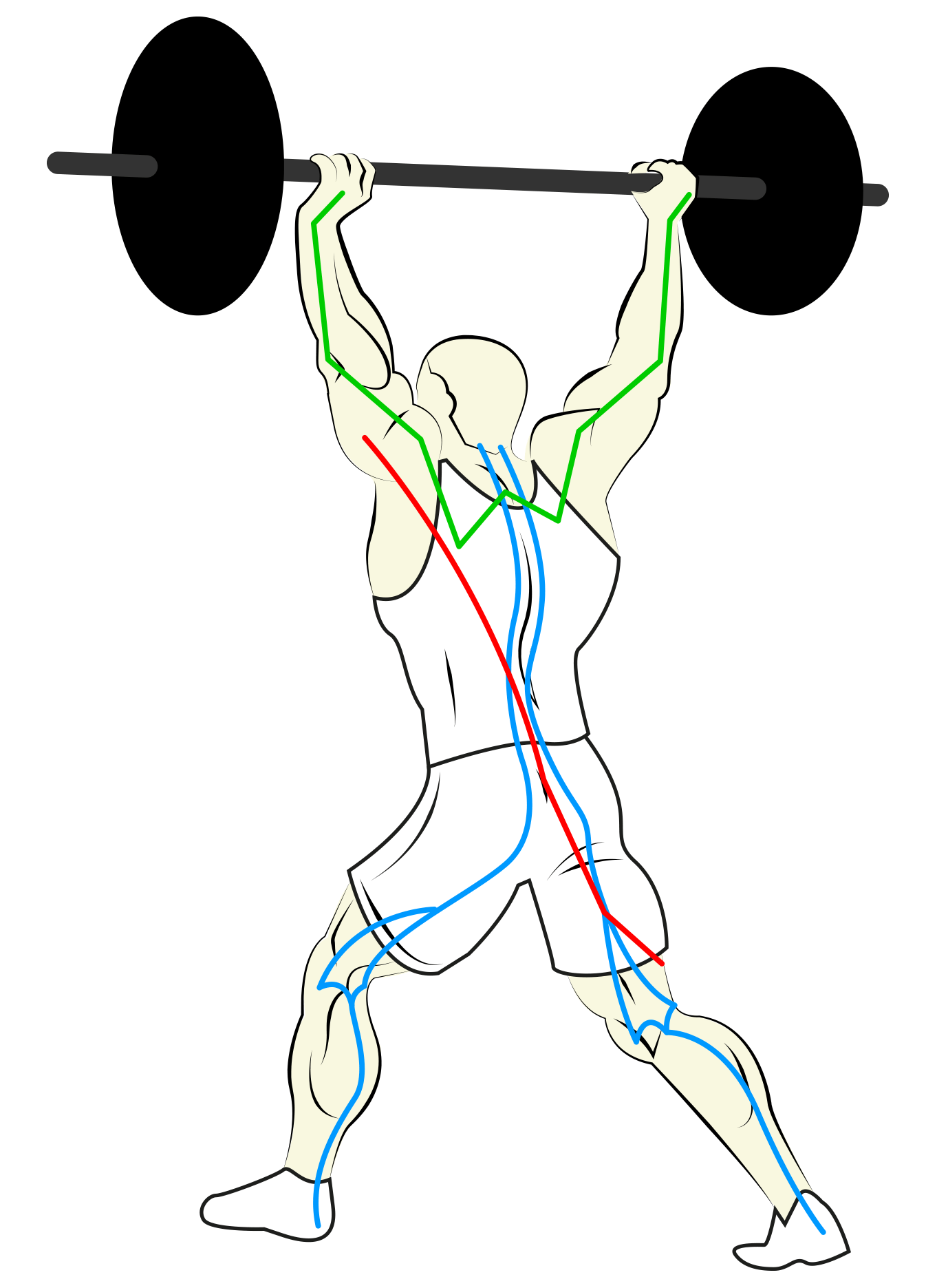 Las vías anatómicas (anatomy trains).: Línea posterior superficial 1.