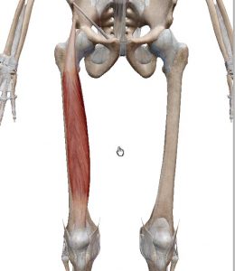 Cuales son los músculos biarticulares y monoarticulares