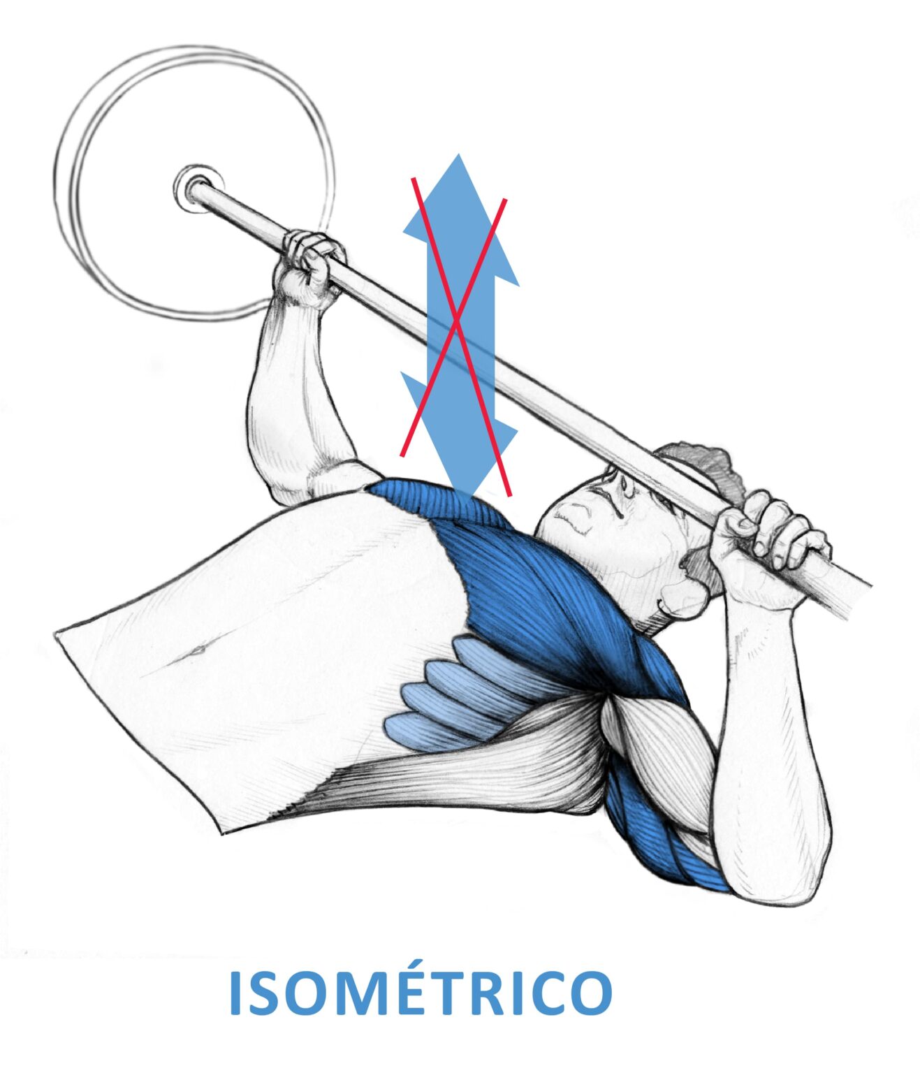 Qué son las contracciones concéntricas, excéntricas e isométricas?